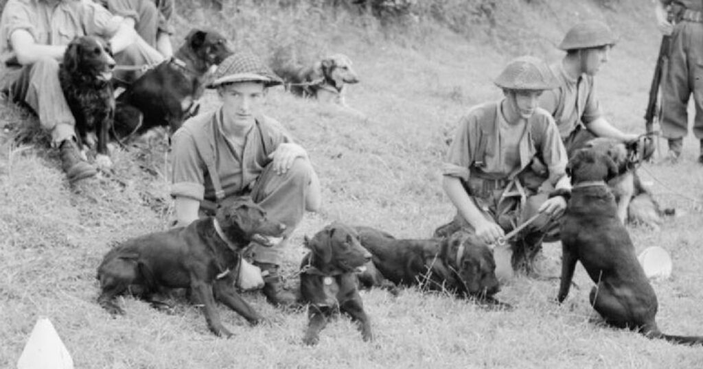 #ForgottenFriday - Dogs in WW2 - Eden Camp Modern History Museum
