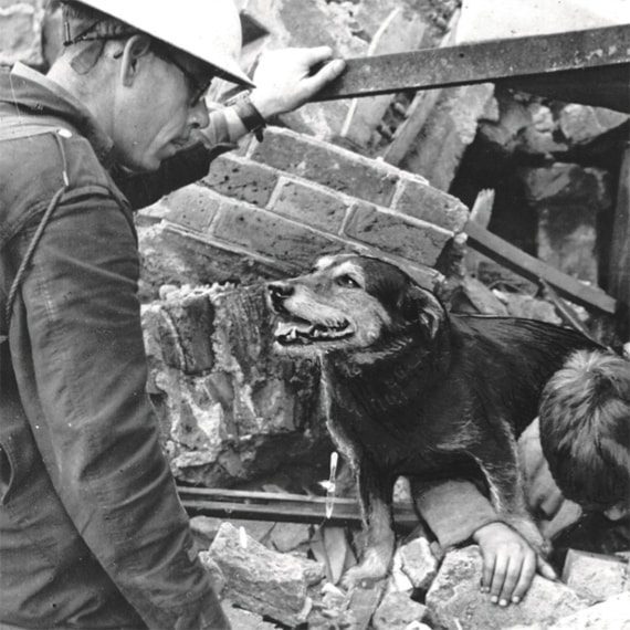 #ForgottenFriday - Dogs in WW2 - Eden Camp Modern History Museum