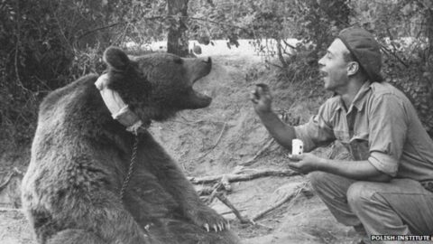 #Forgotten Friday: The Bear Soldier of the Second World War - Eden Camp ...